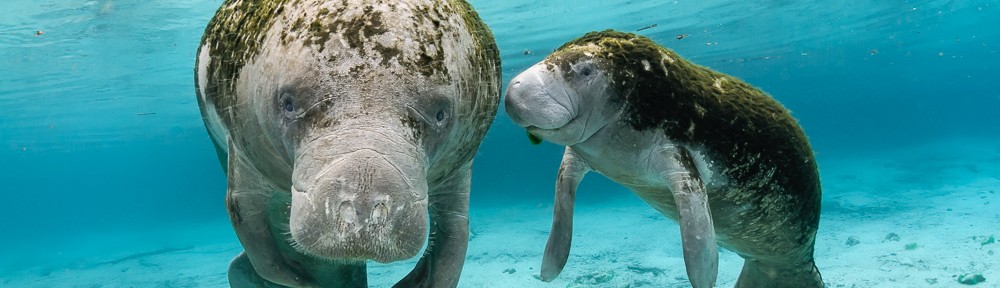 March Manatees Part 1 | Manatee Tales