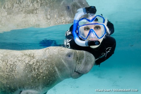 Man and Manatee Project | Manatee Tales
