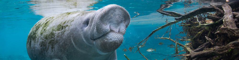 Manatees Solve Deflategate | Manatee Tales