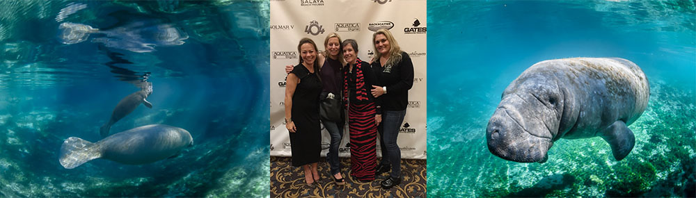 Manatees on Halloween and DEMA | Manatee Tales