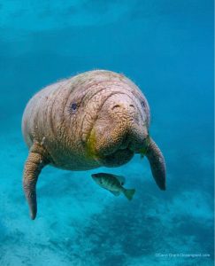 Baby Manatees Are Like Babies Everywhere | Manatee Tales