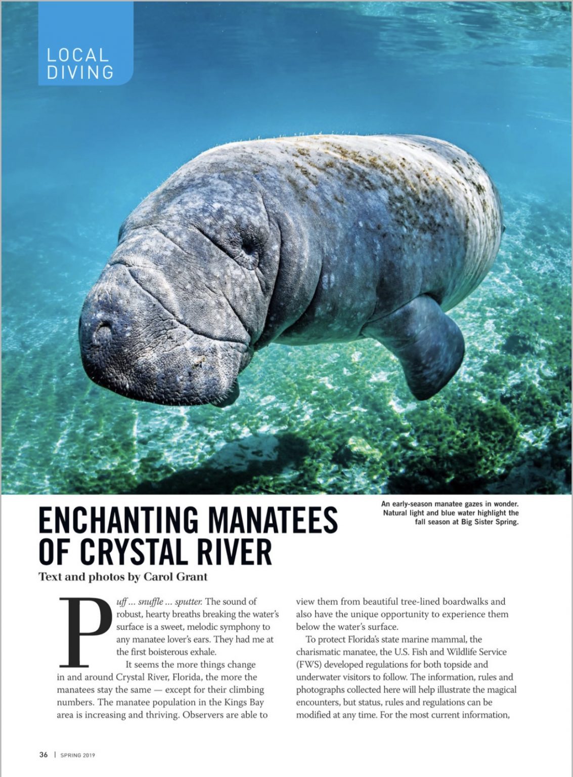 Look Back at 2019–Manatees, Dry Tortugas and more | Manatee Tales