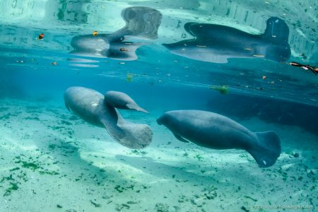 Manatee Mother and Calf––On the Cover | Manatee Tales