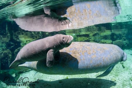 Manatee Mother and Calf––On the Cover | Manatee Tales