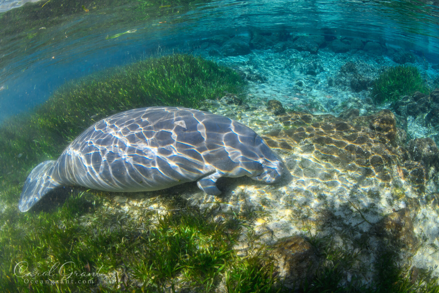 Manatees and Aquatic Grass Restoration | Manatee Tales